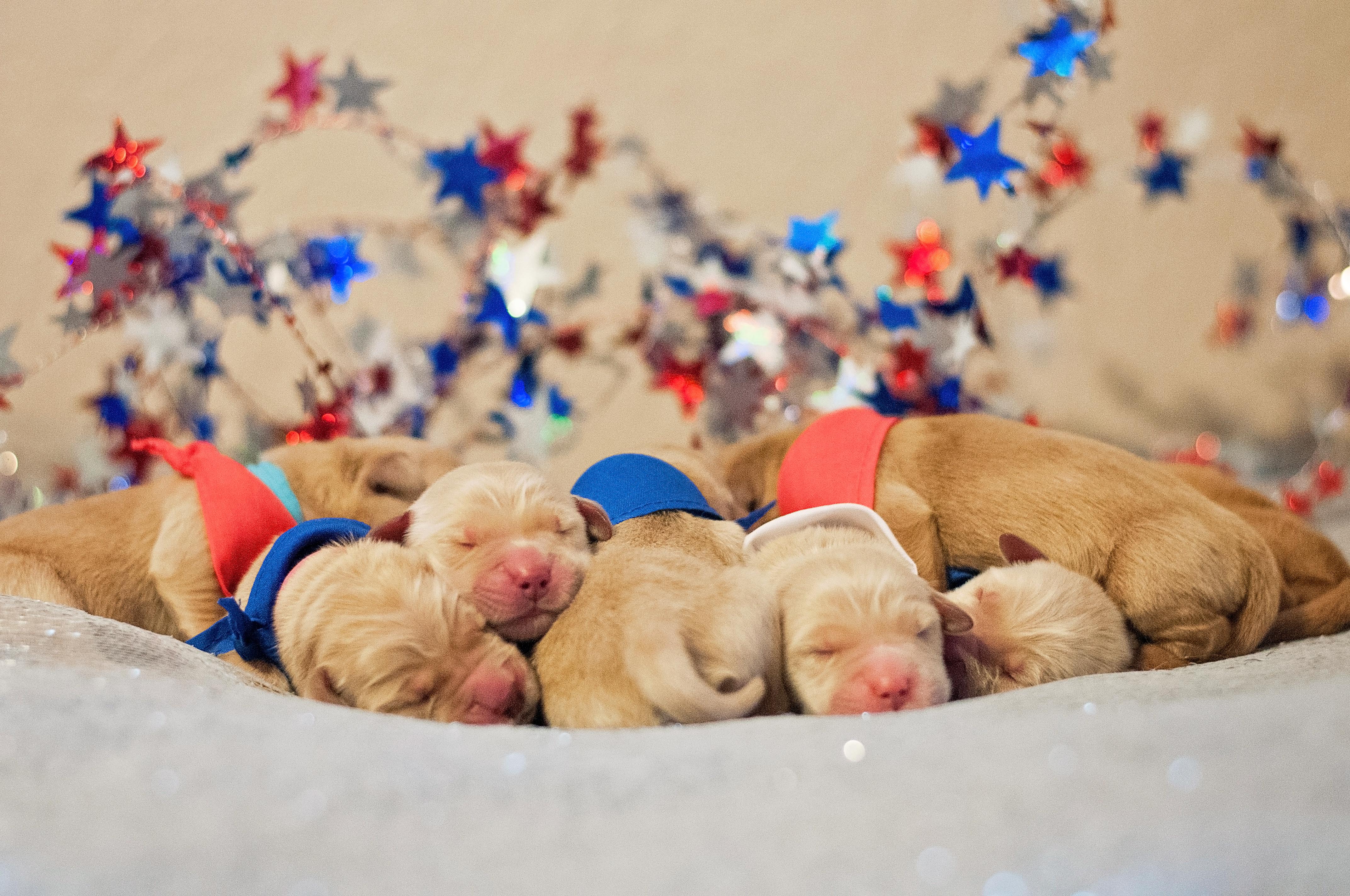 Litters – Boca Gold