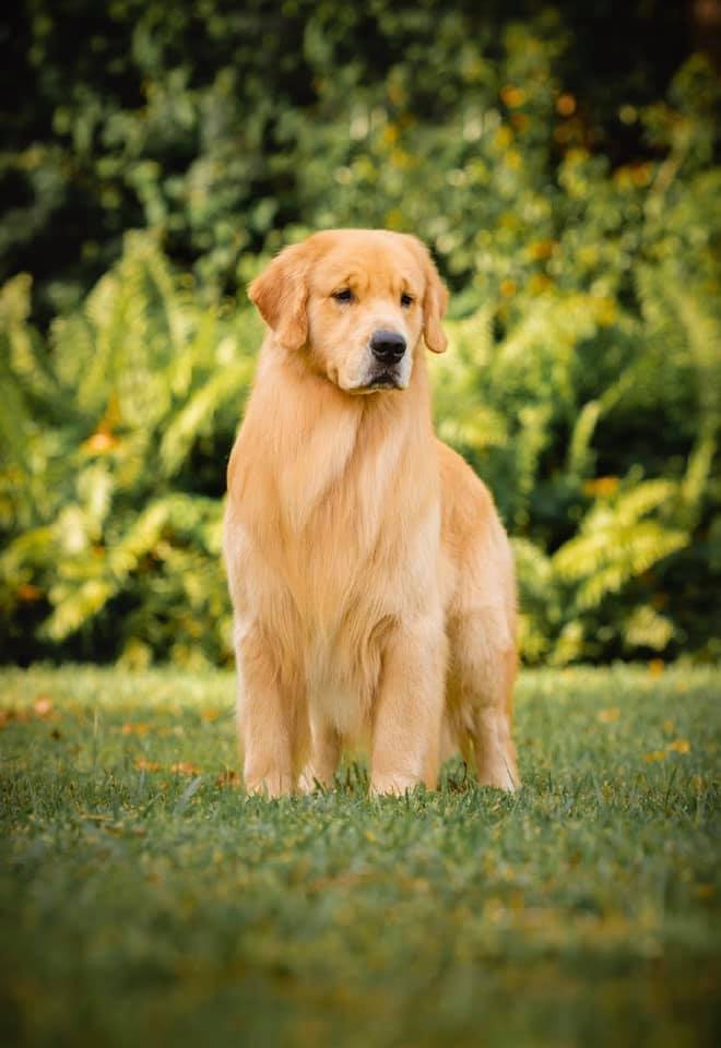 Albus – Boca Gold