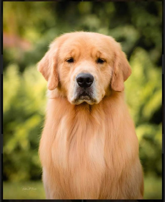 Albus – Boca Gold