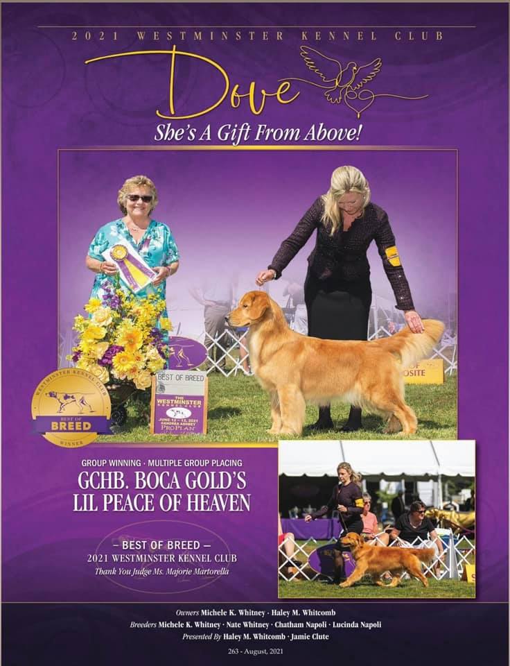 Dove – Boca Gold
